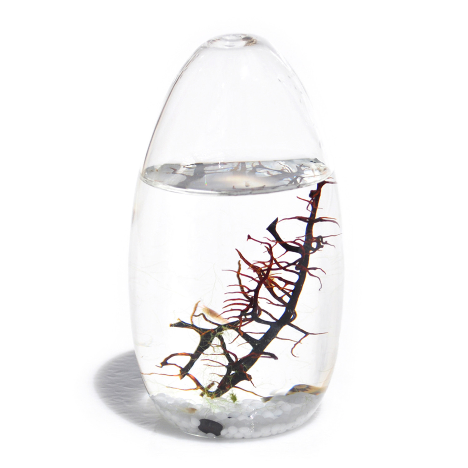 Small Pod - EcoSphere - Touch of Modern