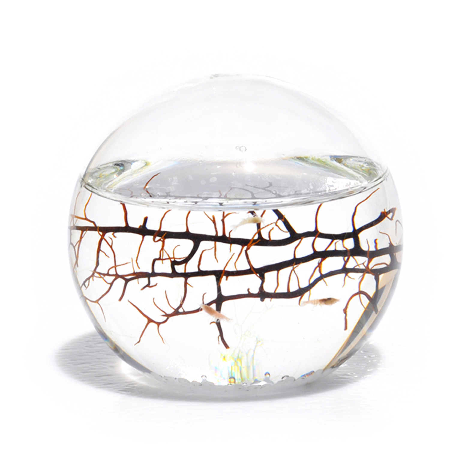 Small Sphere - EcoSphere - Touch of Modern
