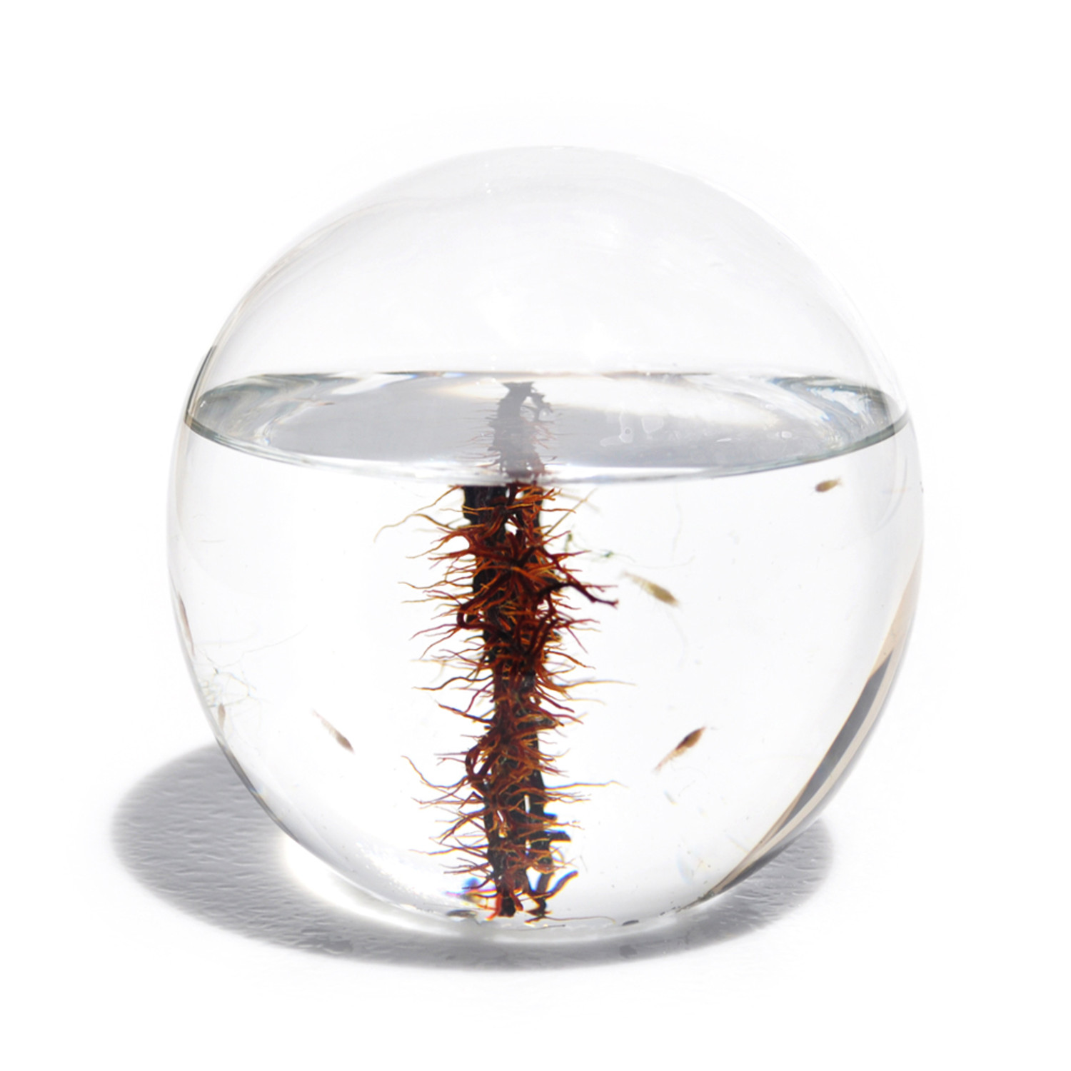 Medium Sphere - EcoSphere - Touch of Modern