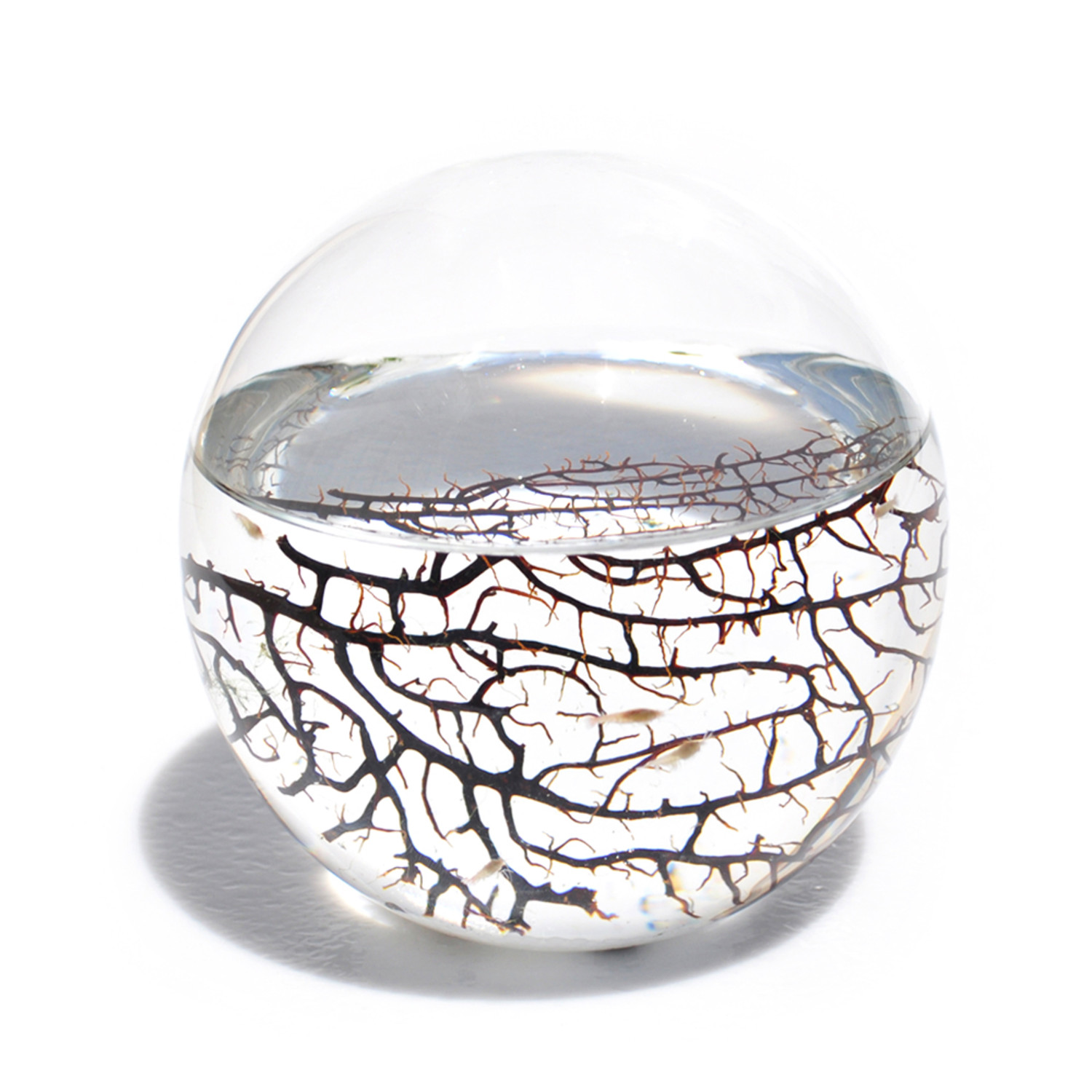 Medium Sphere - EcoSphere - Touch of Modern