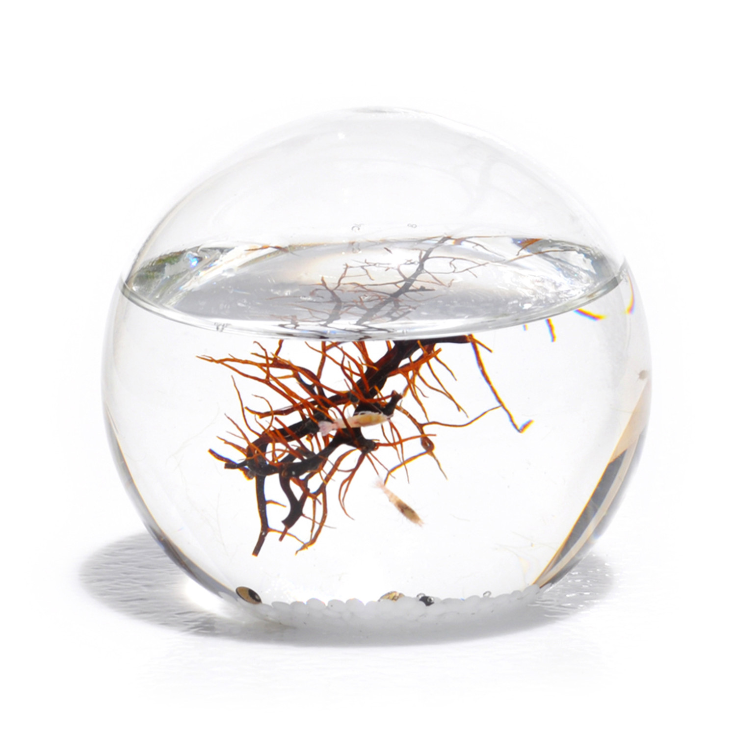 Small Sphere - EcoSphere - Touch of Modern