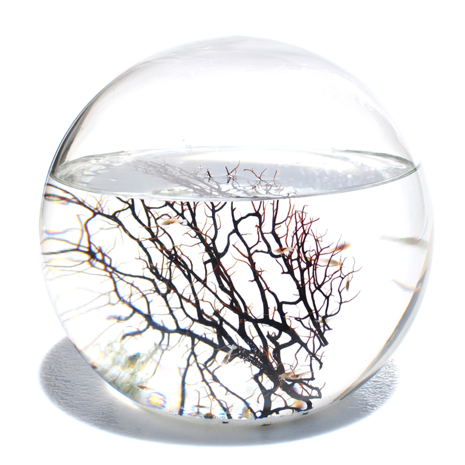 Extra Large Sphere - EcoSphere - Touch of Modern