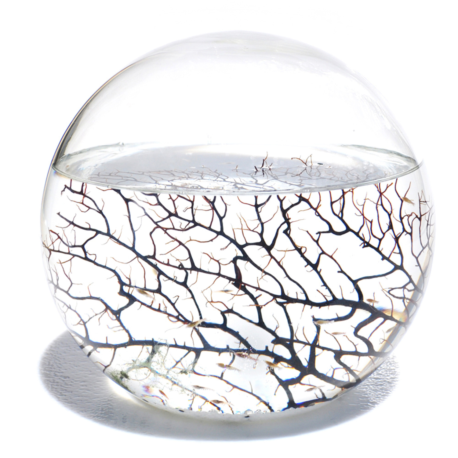 Extra Large Sphere - EcoSphere - Touch of Modern