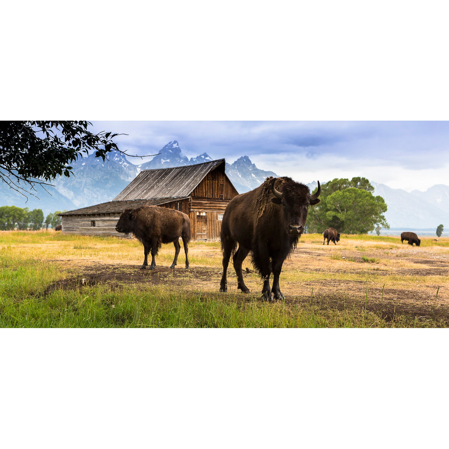 Moulton Barn Buffaloes (30"L x 14"H) - David Mayhew Photography - Touch ...