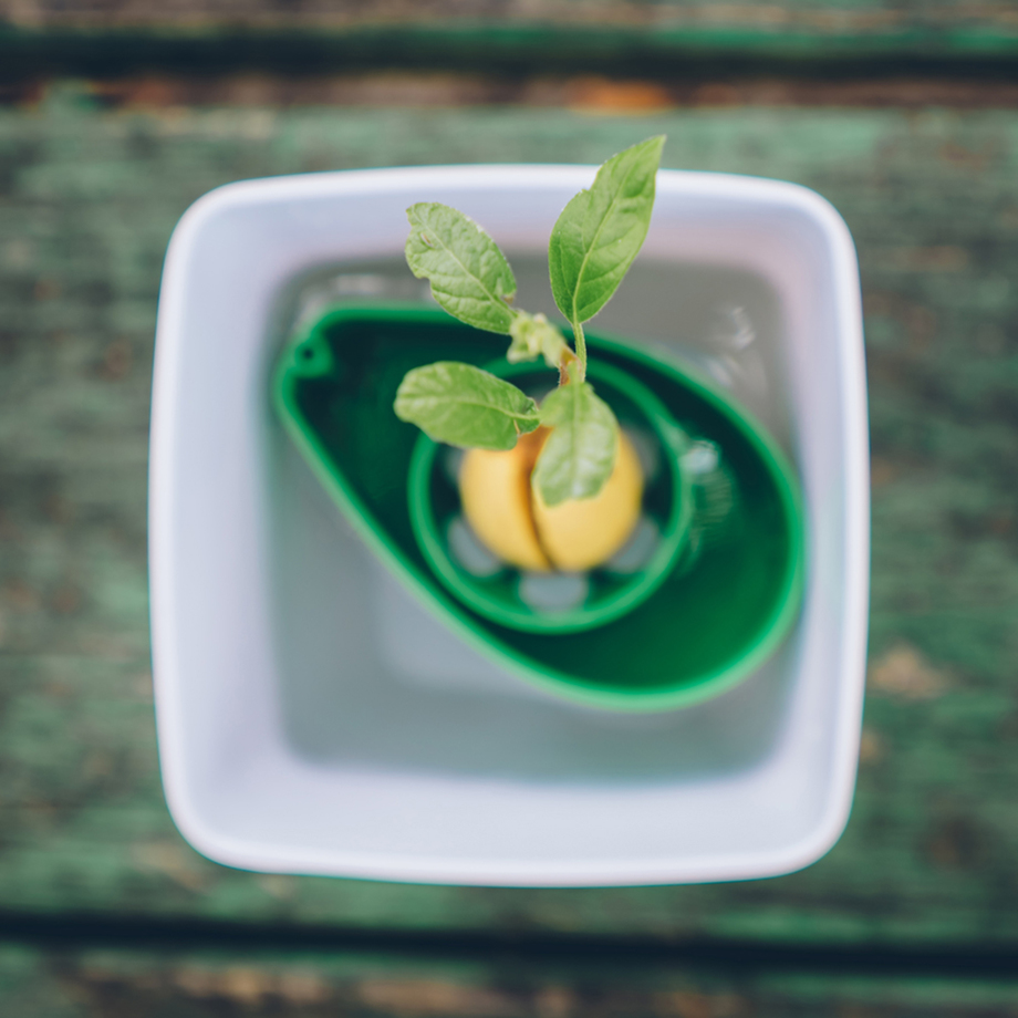 AvoSeedo - Grow Your Own Avocado Tree - Touch of Modern