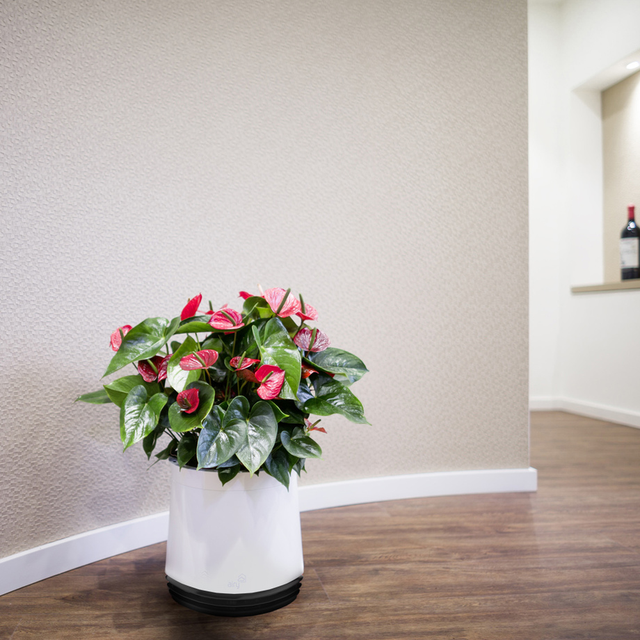 AIRY - Plant-Based Air Purification - Touch of Modern