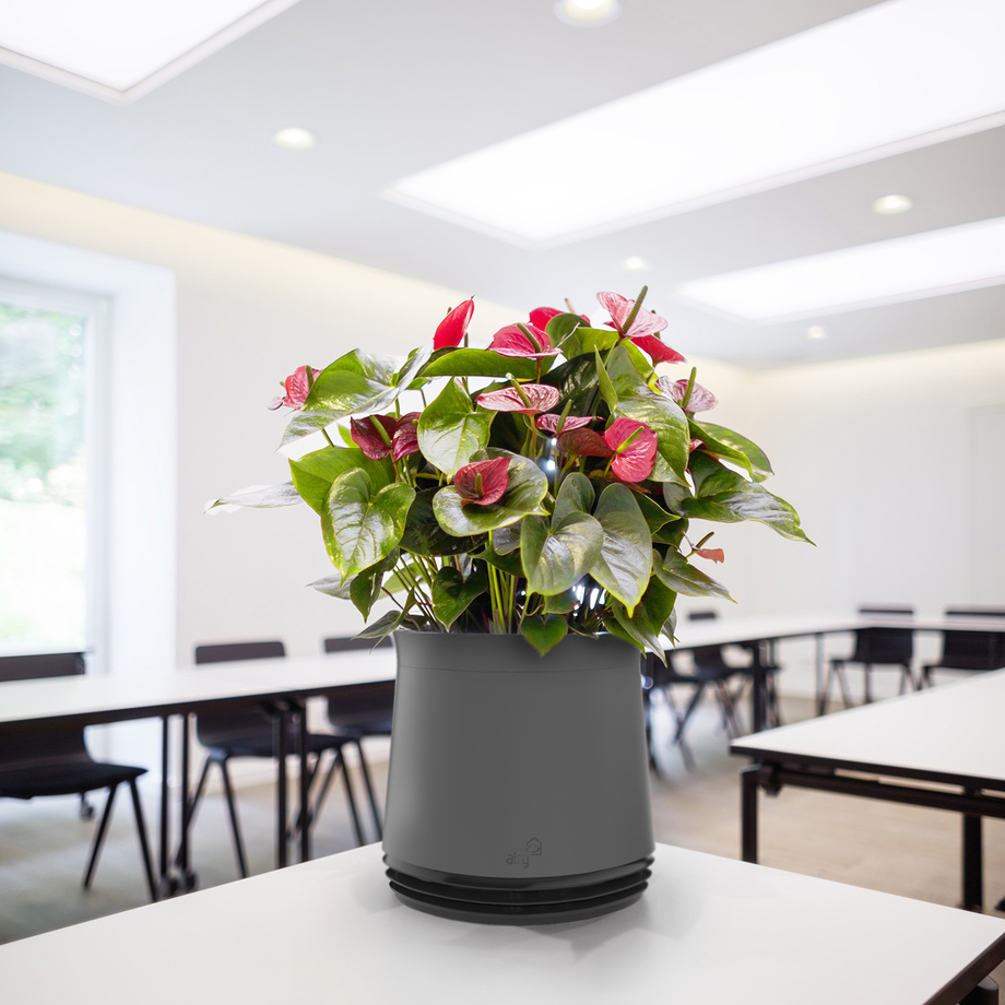 AIRY - Plant-Based Air Purification - Touch of Modern