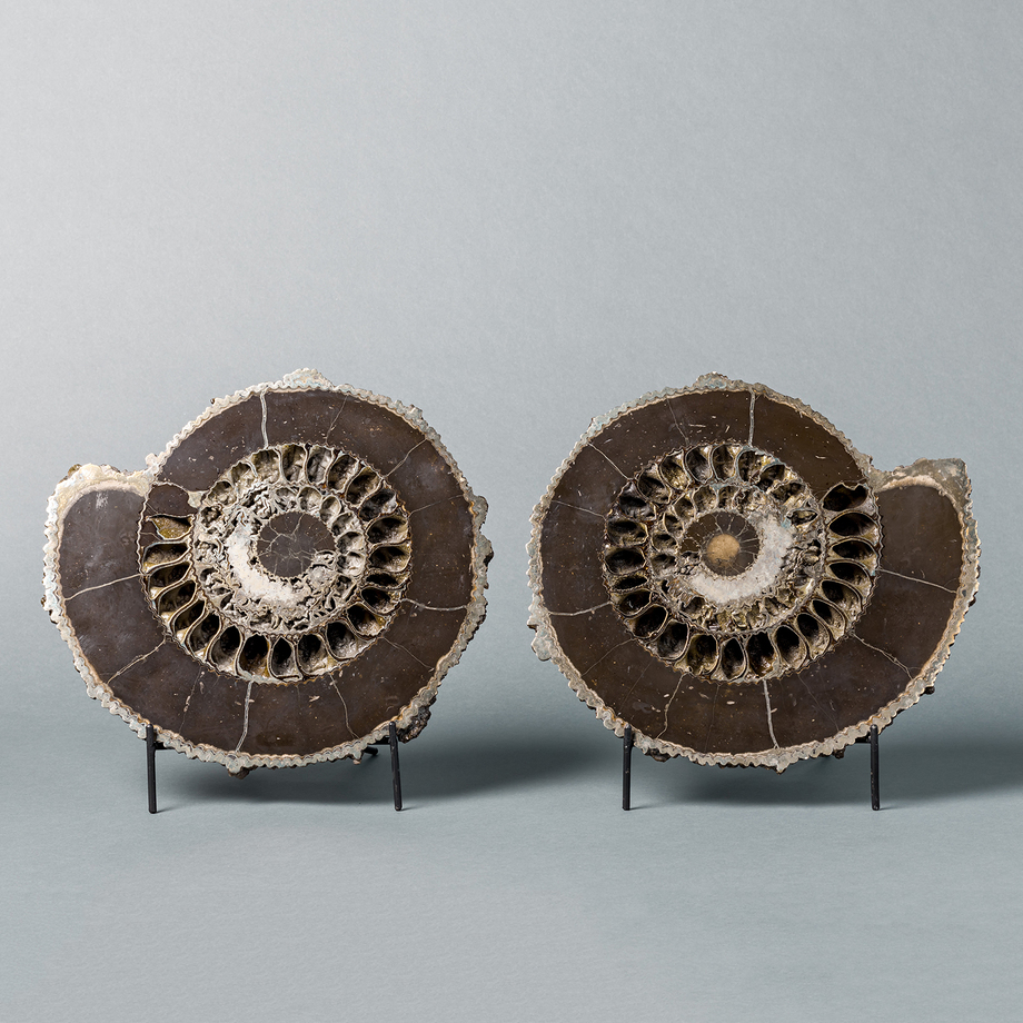 Fossil Realm - Prehistoric Fossils - Touch of Modern