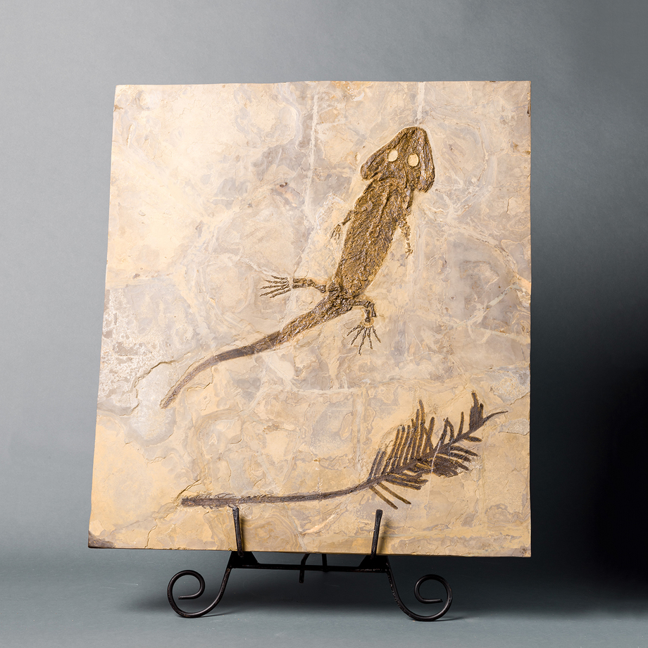 Fossil Realm - Prehistoric Fossils - Touch of Modern