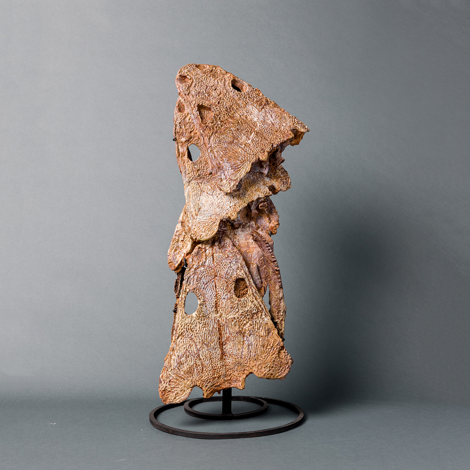 Fossil Realm - Prehistoric Fossils - Touch of Modern