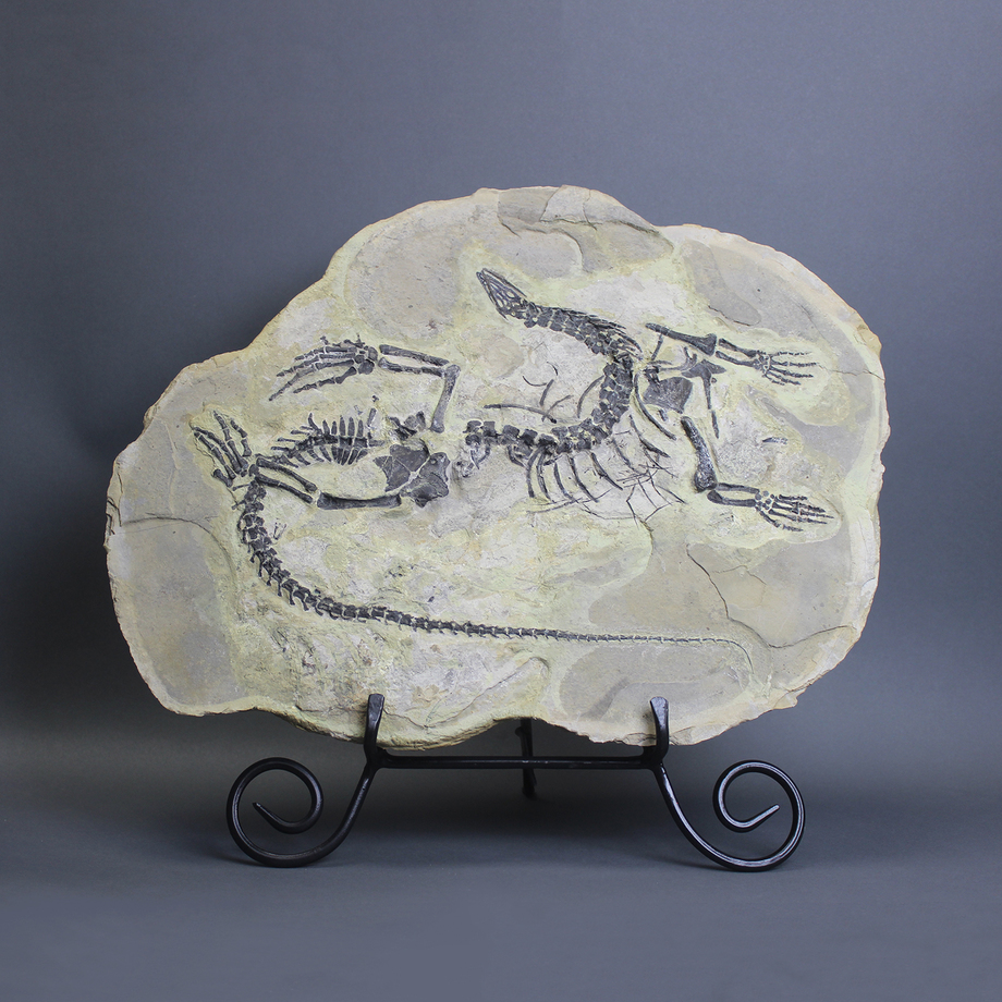 Fossil Realm - Incredible Fossils And Gemstones - Touch of Modern