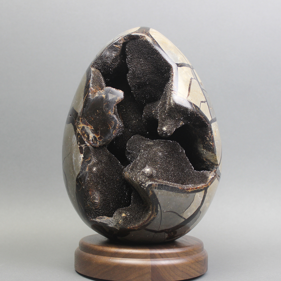 Fossil Realm - Incredible Fossils And Gemstones - Touch of Modern