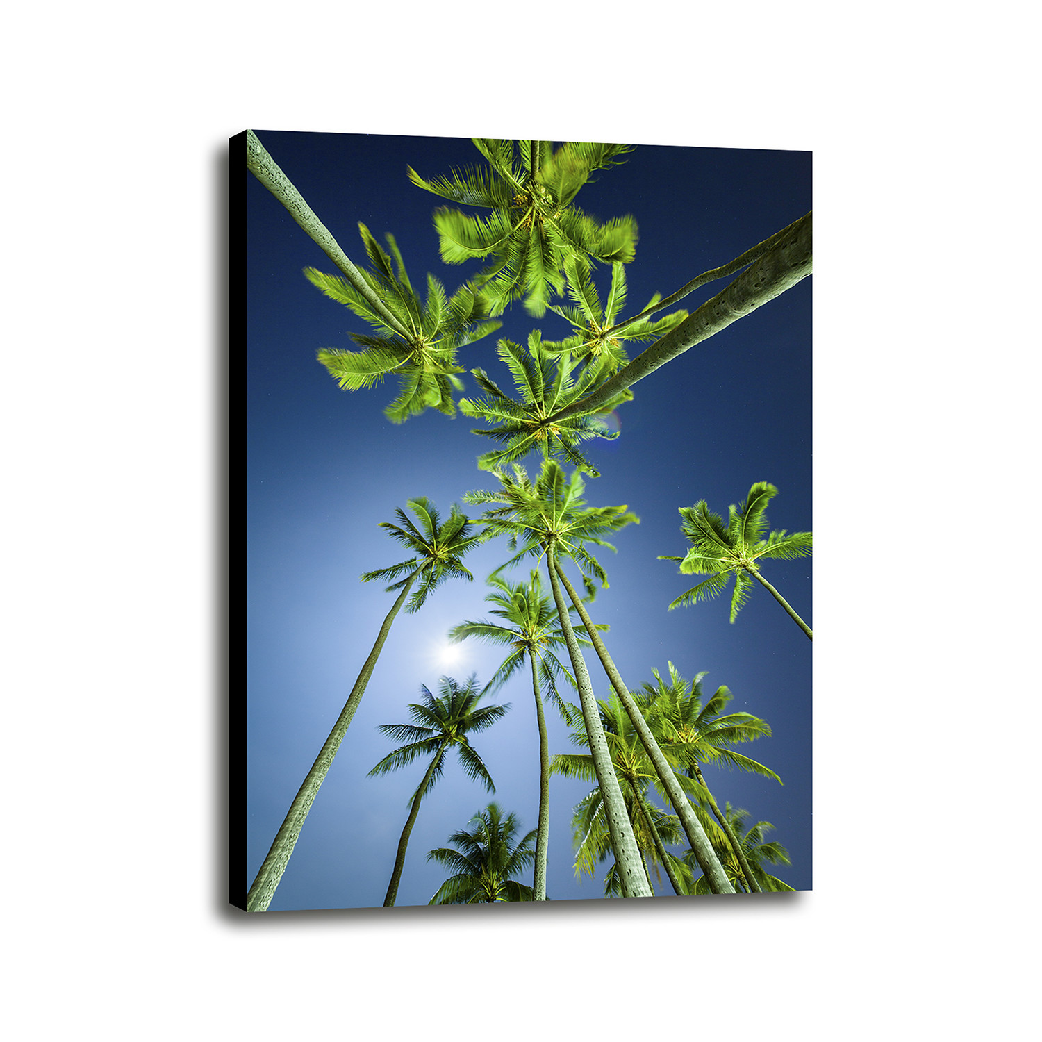 Full Moon Kapi'olani Trees - Hawaiian Island Art - Touch of Modern