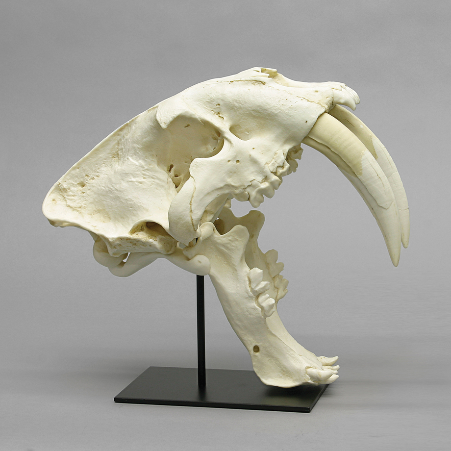 Bone Clones - Authentic Fossil Replicas - Touch of Modern