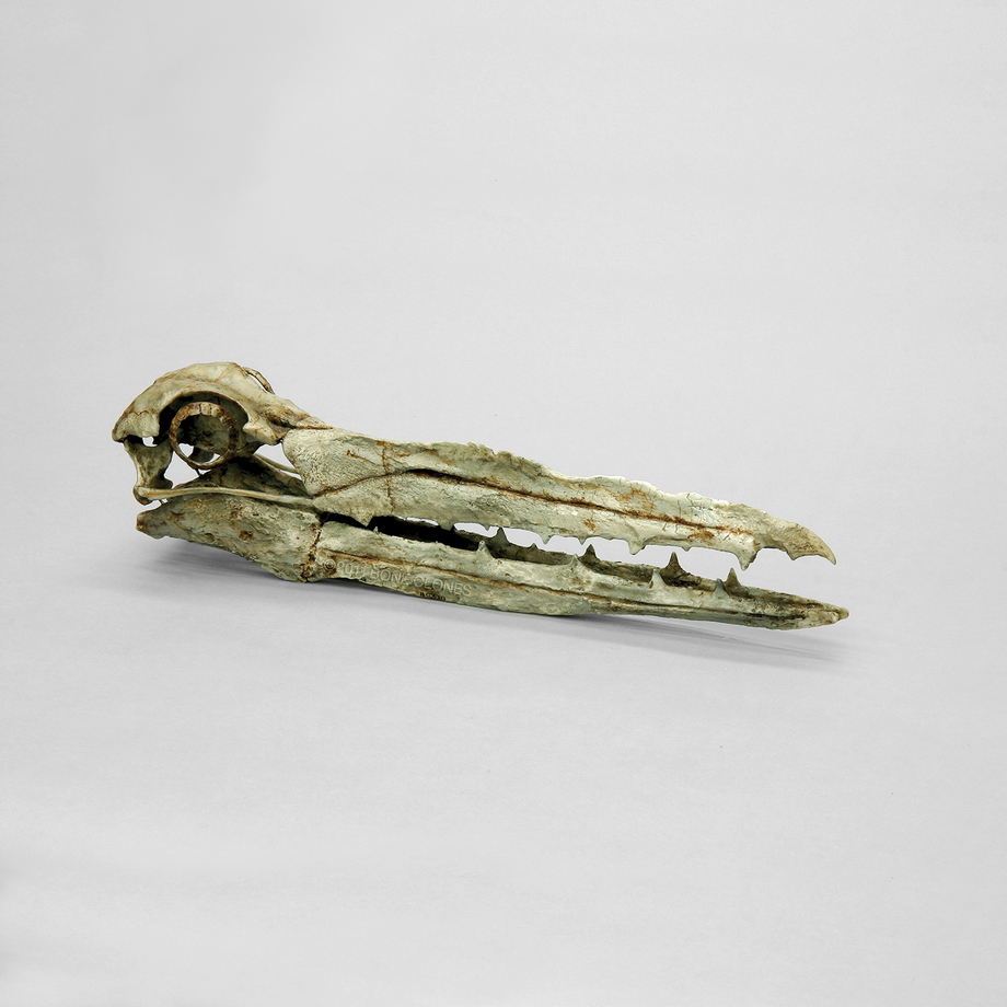 Bone Clones - Authentic Fossil Replicas - Touch of Modern