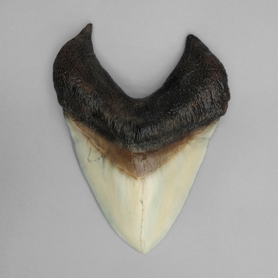 Bone Clones - Authentic Fossil Replicas - Touch of Modern