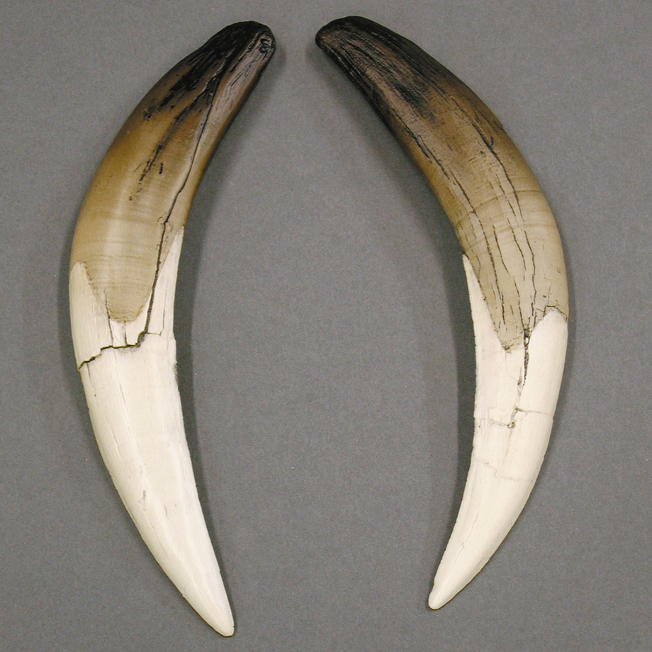 Bone Clones - Authentic Fossil Replicas - Touch of Modern