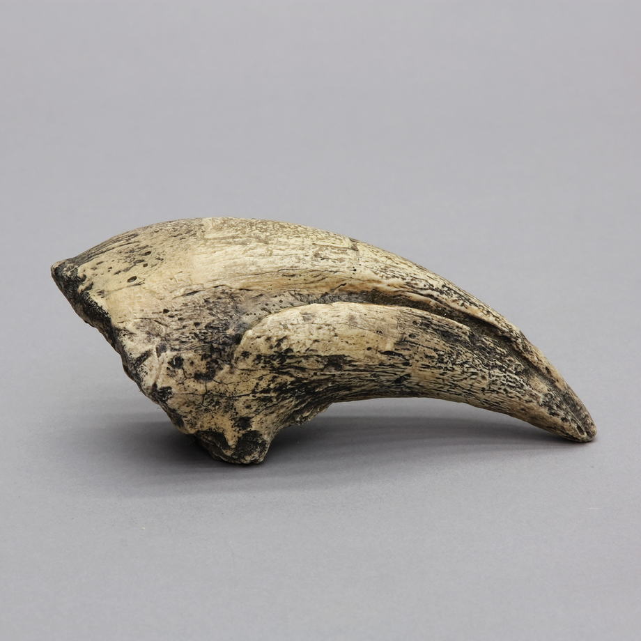 Bone Clones - Authentic Fossil Replicas - Touch of Modern