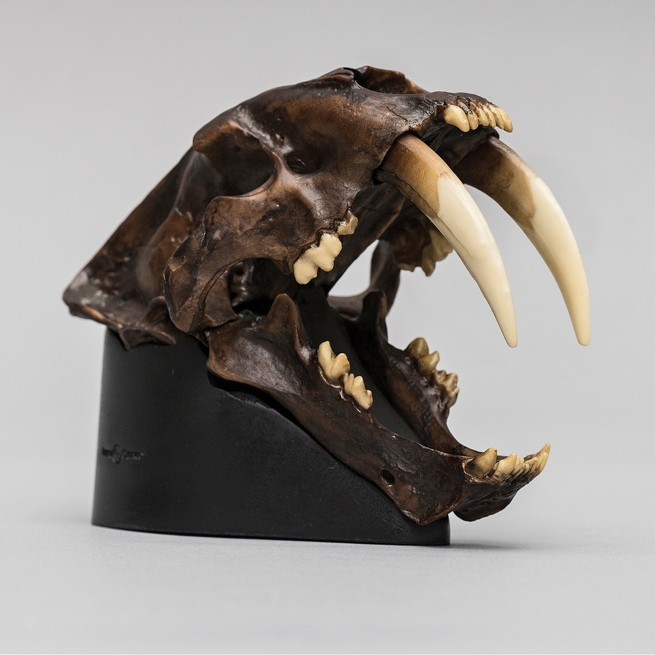 Bone Clones - Authentic Fossil Replicas - Touch of Modern