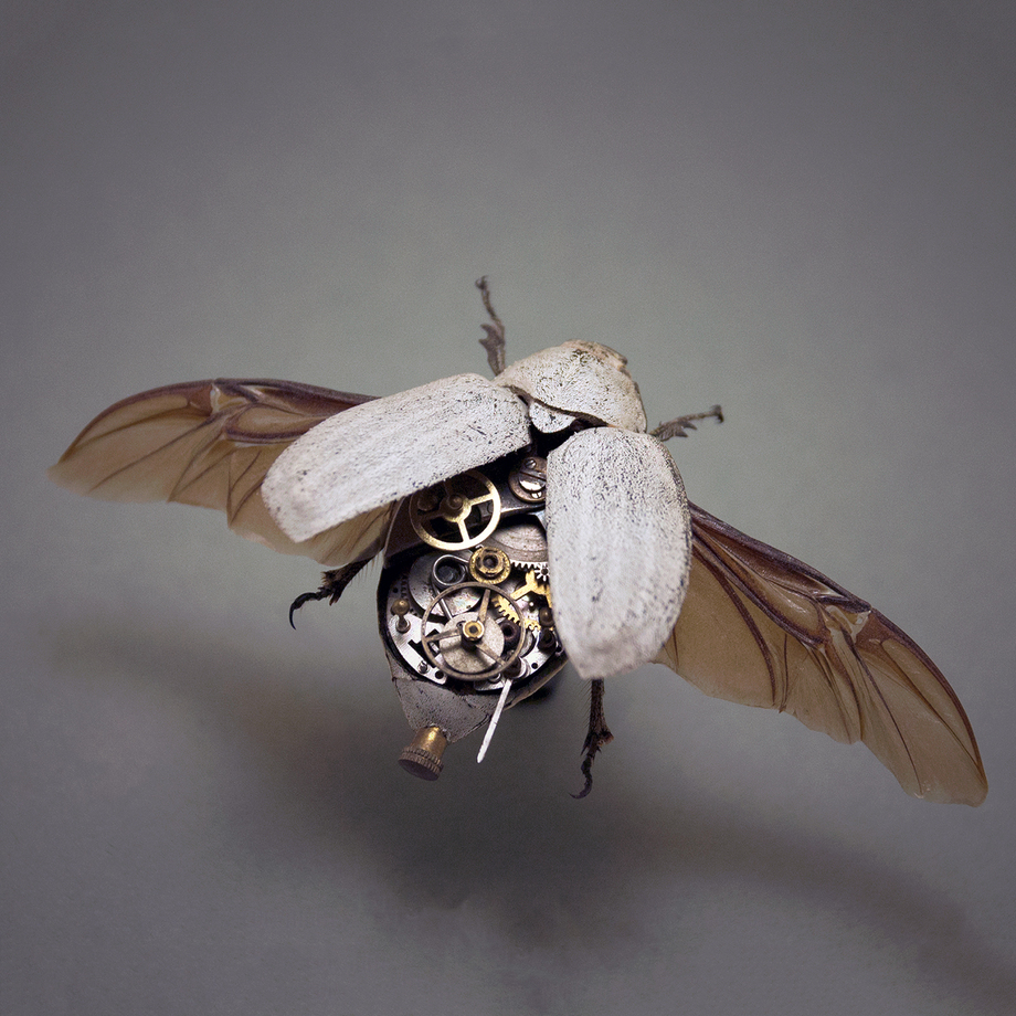 Insect Lab - Mechanically Customized Insect Displays - Touch of Modern