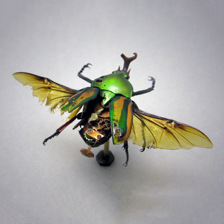 Insect Lab - Mechanically Customized Insect Displays - Touch of Modern