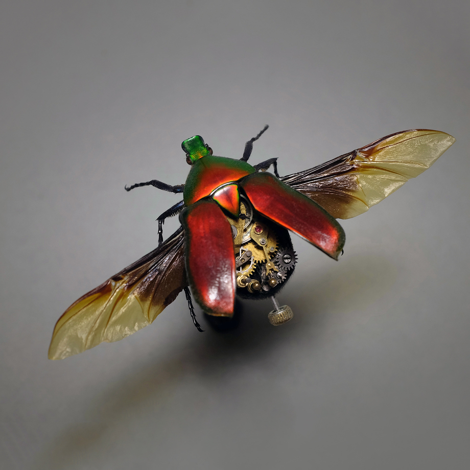 Insect Lab - Mechanically Customized Insect Displays - Touch of Modern