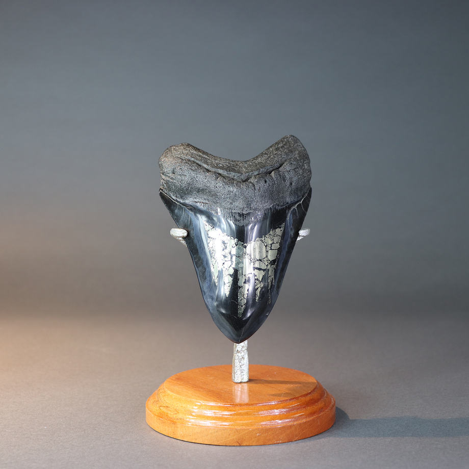 Fossil Realm - Incredible Fossils And Gemstones - Touch of Modern