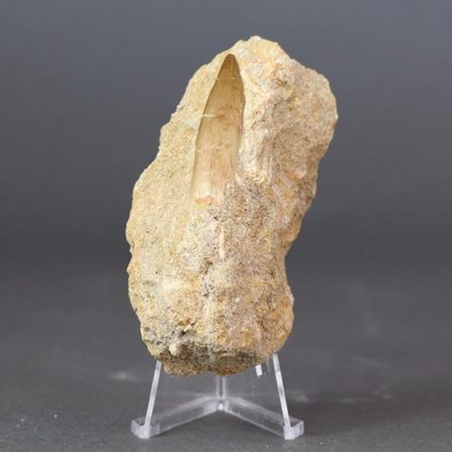 Fossil Realm - Incredible Fossils And Gemstones - Touch of Modern