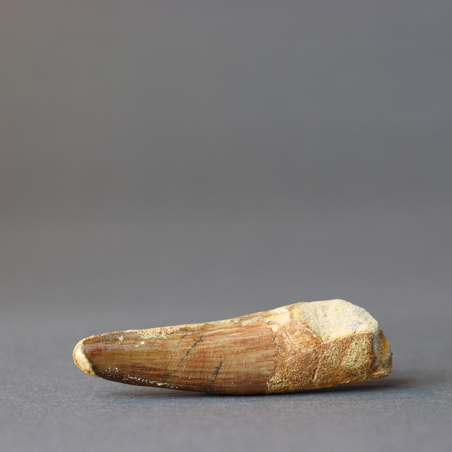 Fossil Realm - Incredible Fossils And Gemstones - Touch of Modern