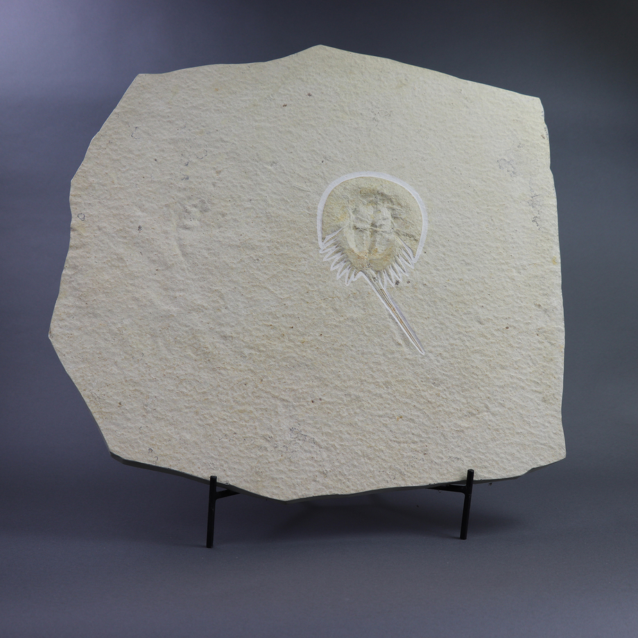 Fossil Realm - Incredible Fossils And Gemstones - Touch of Modern