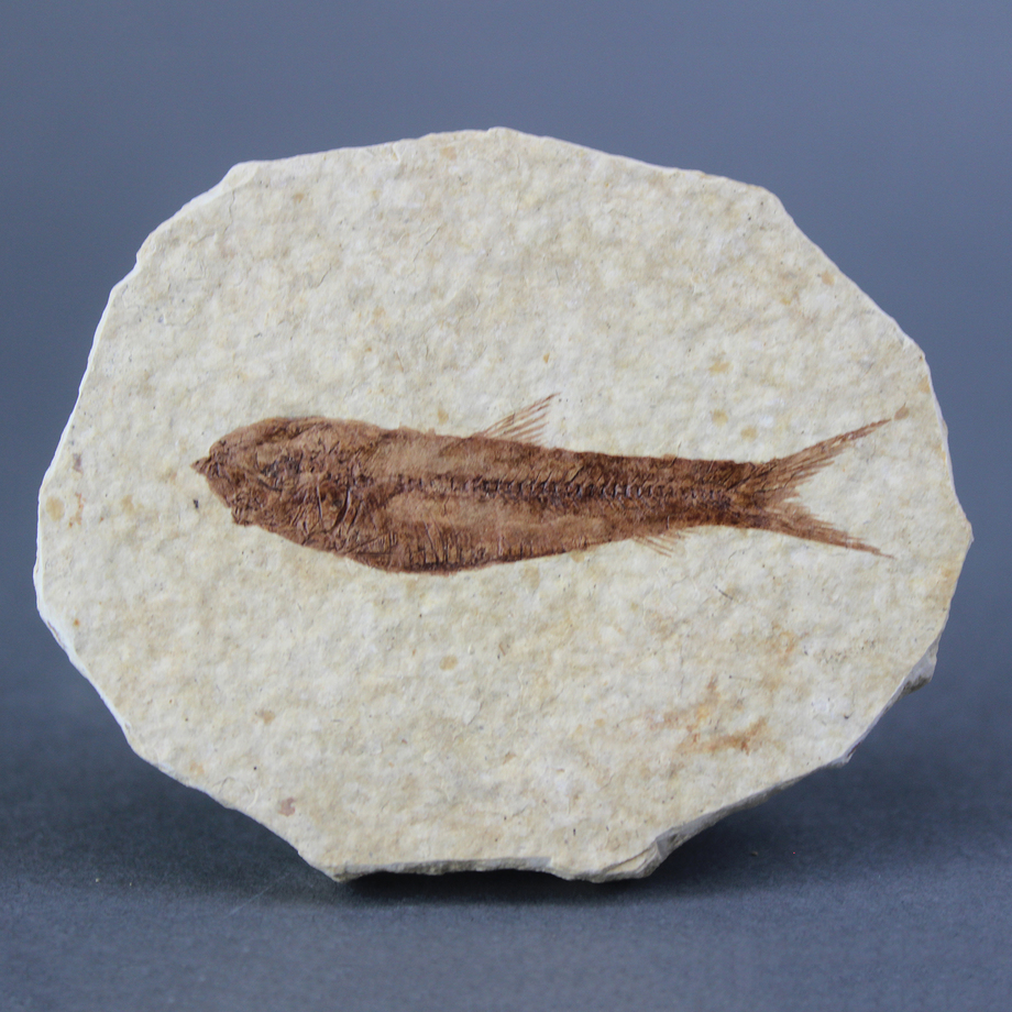 Fossil Realm - Incredible Fossils And Gemstones - Touch of Modern