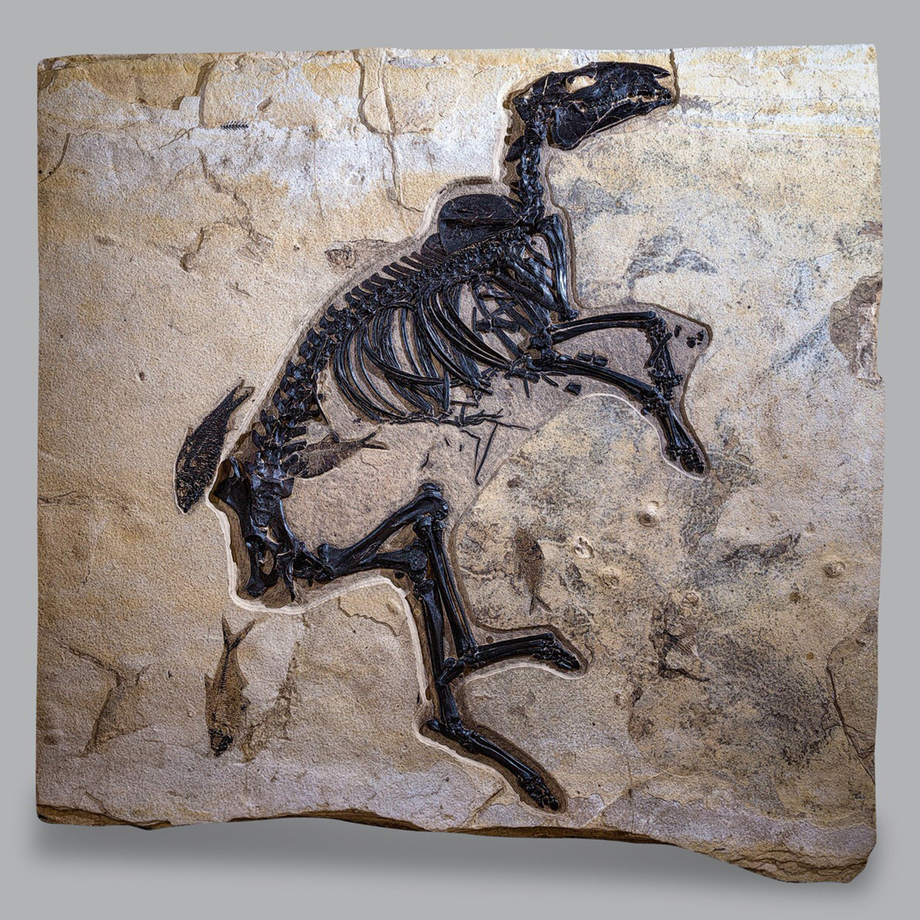 Fossil Realm - Incredible Fossils And Gemstones - Touch of Modern