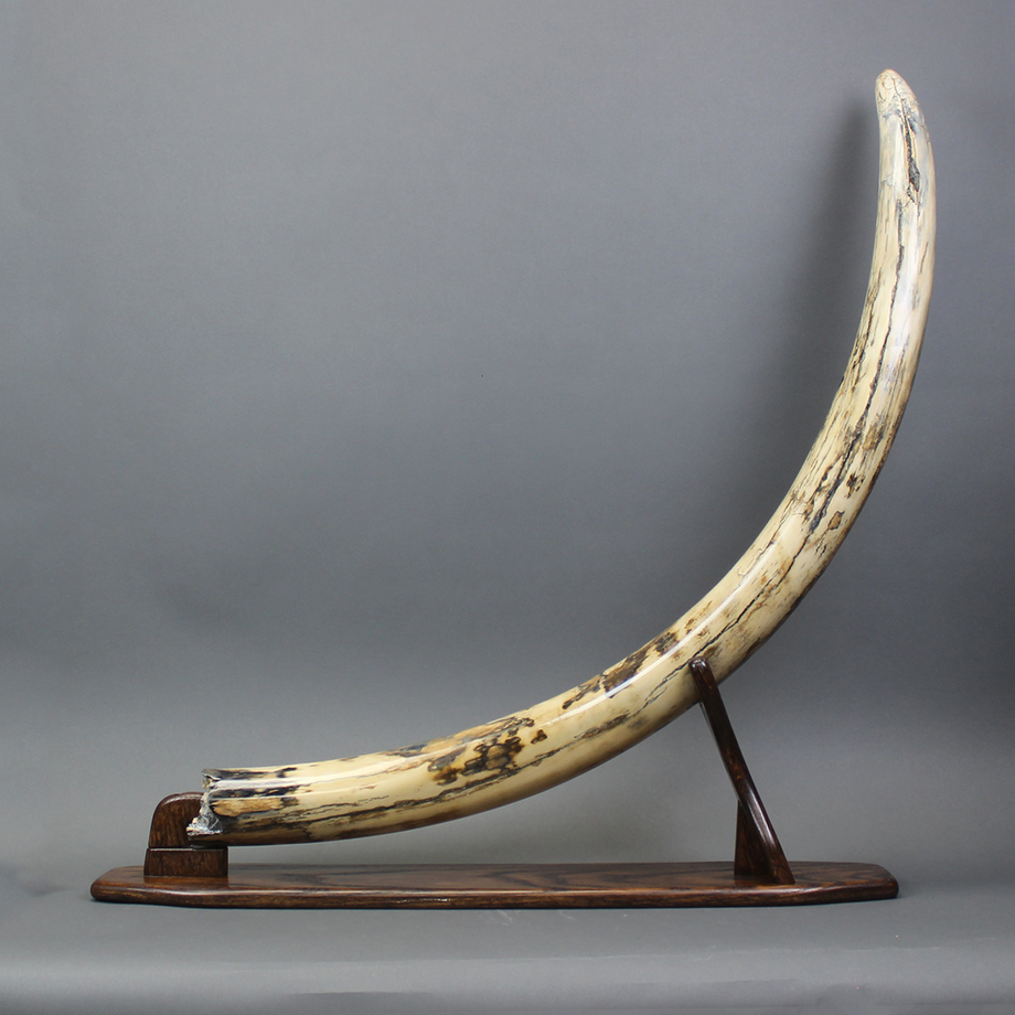 Fossil Realm - Incredible Fossils And Gemstones - Touch of Modern