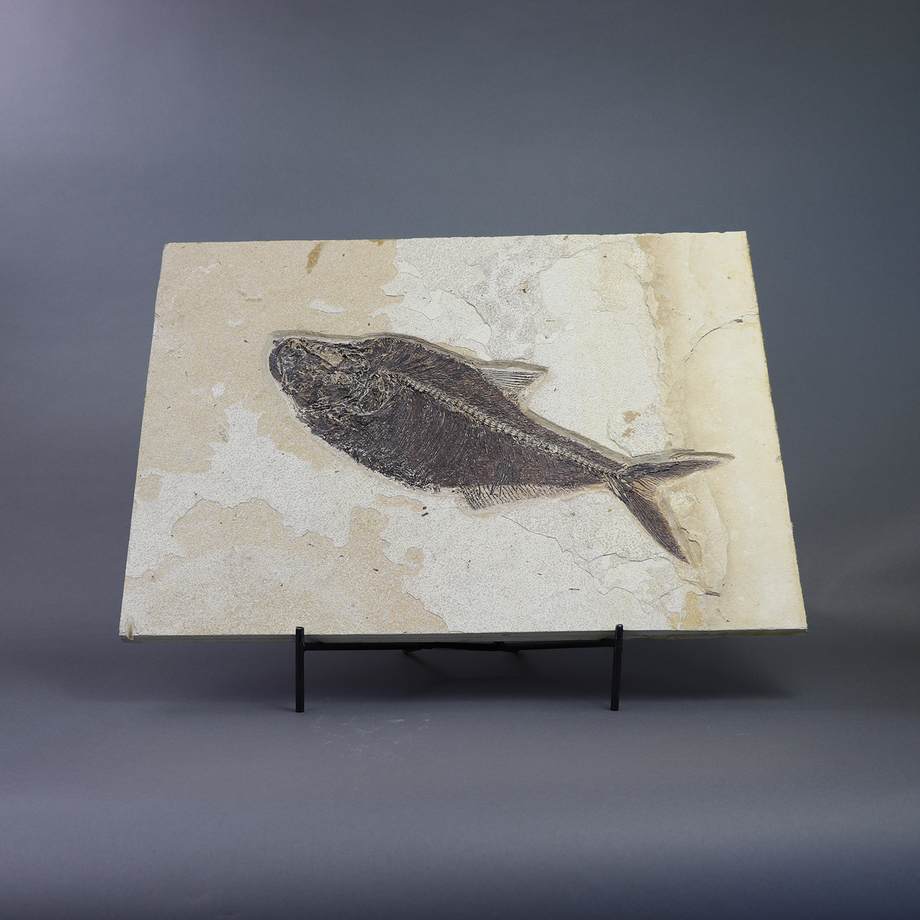 Fossil Realm - Incredible Fossils And Gemstones - Touch of Modern