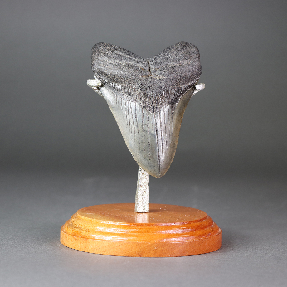 Fossil Realm - Incredible Fossils And Gemstones - Touch of Modern