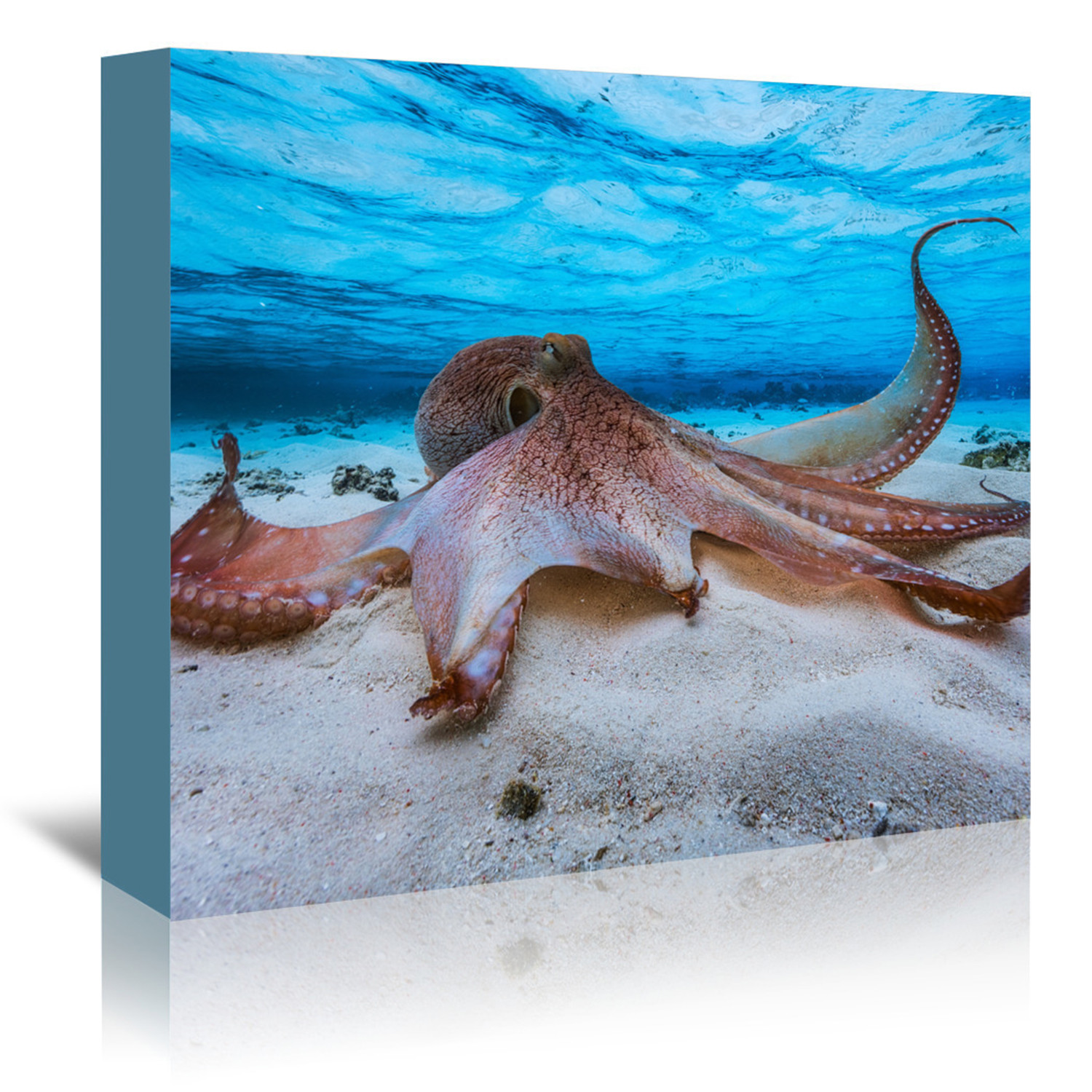 Octopus (7"W x 5"H x 1"D) - Wildlife Portraits - Touch of Modern