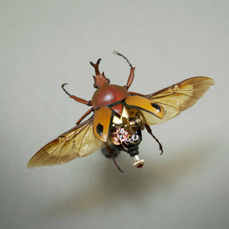 Insect Lab - Mechanically Customized Insect Displays - Touch of Modern