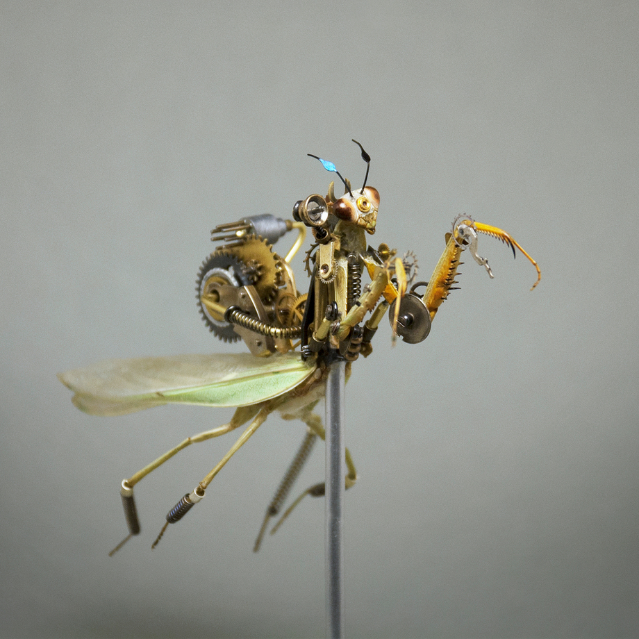 Insect Lab - Mechanically Customized Insect Displays - Touch of Modern