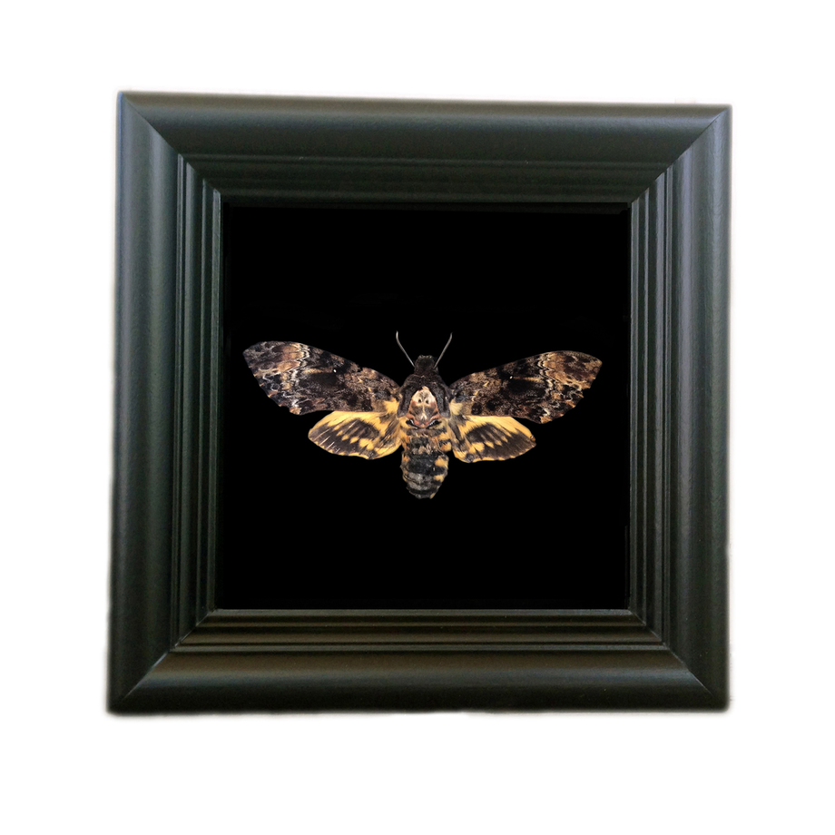 Asana Natural Arts - Shadow Box Insect Specimens - Touch of Modern