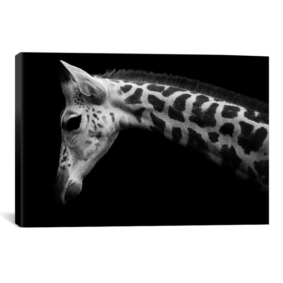 Grayscale Animal Portraits - The Power of Nature - Touch of Modern