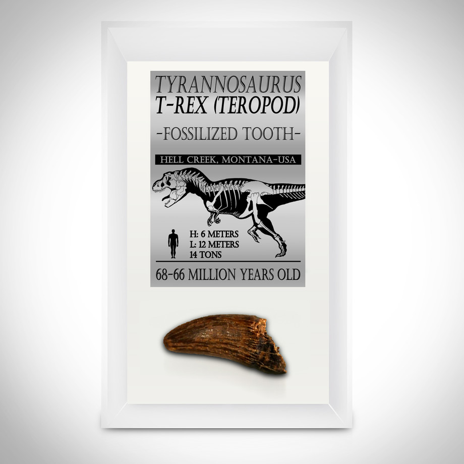 RARE-T - Own A Piece Of Ancient History - Touch of Modern