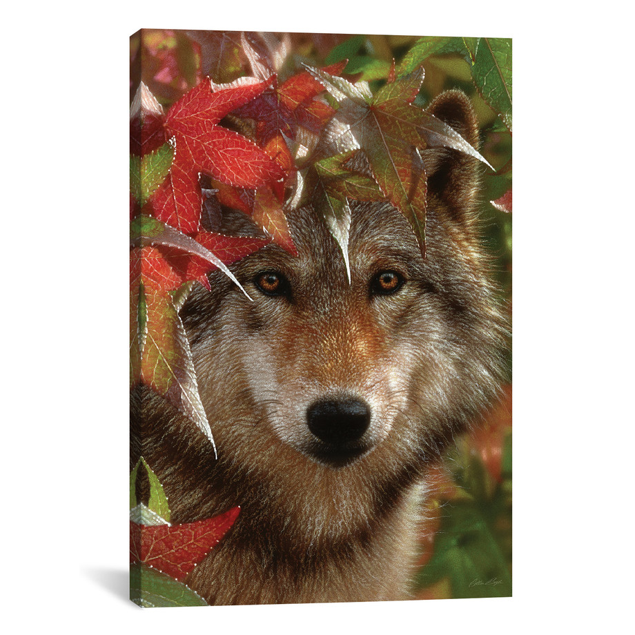 Collin Bogle - Striking Wildlife Portraits - Touch of Modern