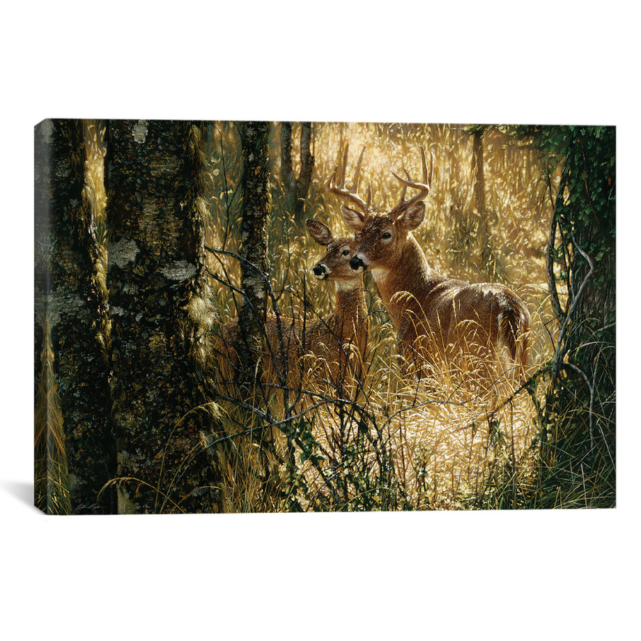 Collin Bogle - Striking Wildlife Portraits - Touch of Modern