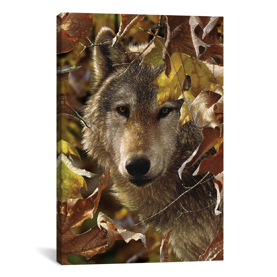 Collin Bogle - Striking Wildlife Portraits - Touch of Modern