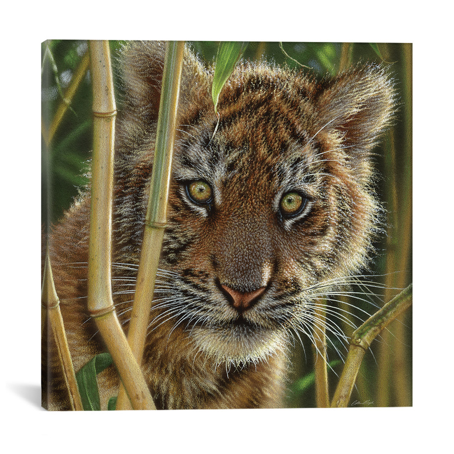 Collin Bogle - Striking Wildlife Portraits - Touch of Modern