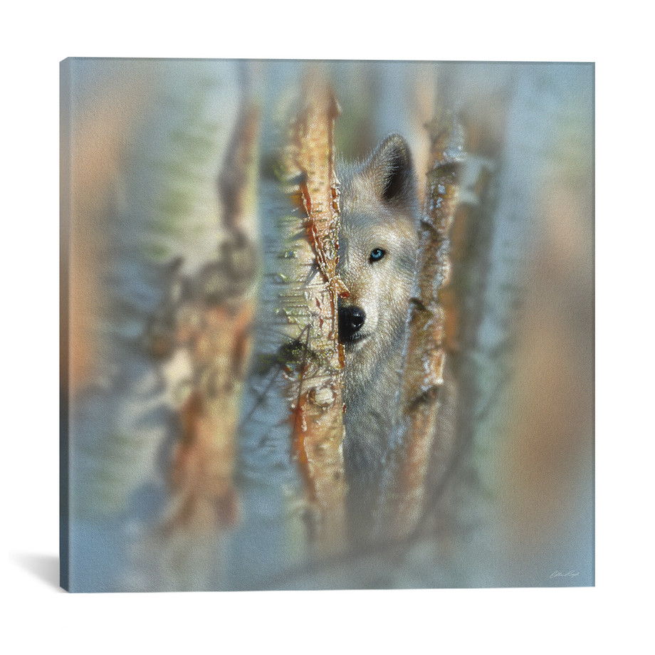 Collin Bogle - Striking Wildlife Portraits - Touch of Modern