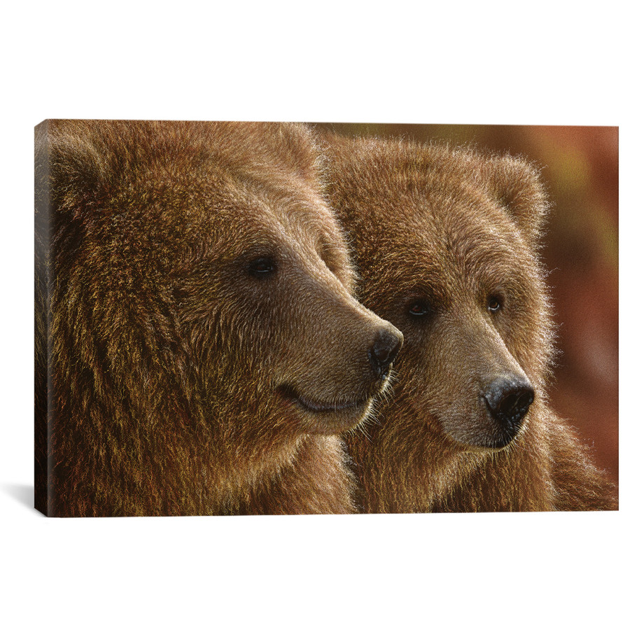 Collin Bogle - Striking Wildlife Portraits - Touch of Modern