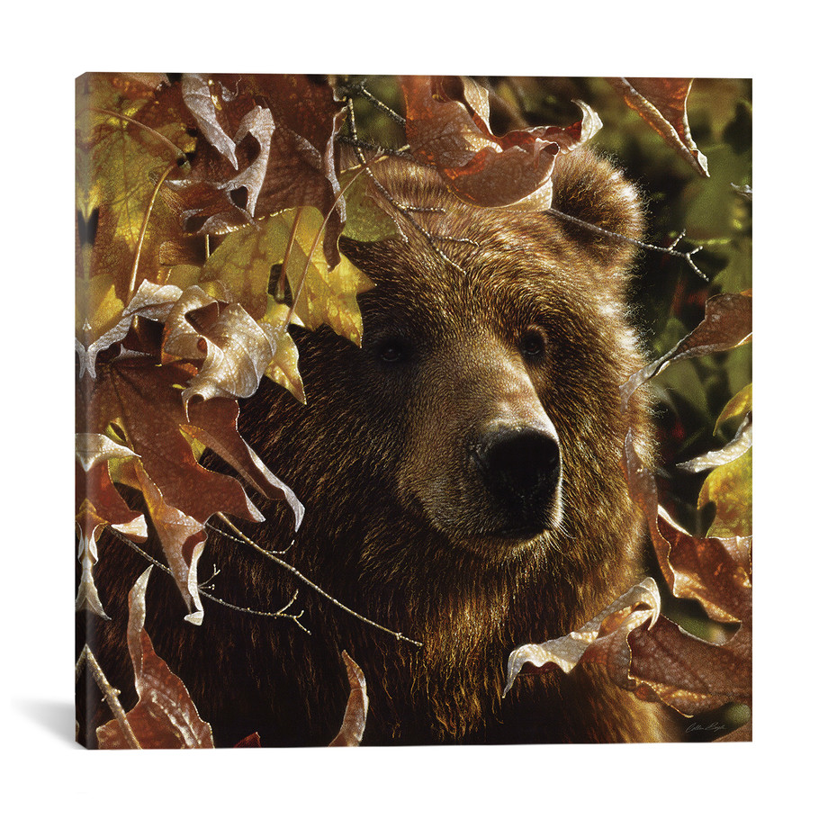 Collin Bogle - Striking Wildlife Portraits - Touch of Modern