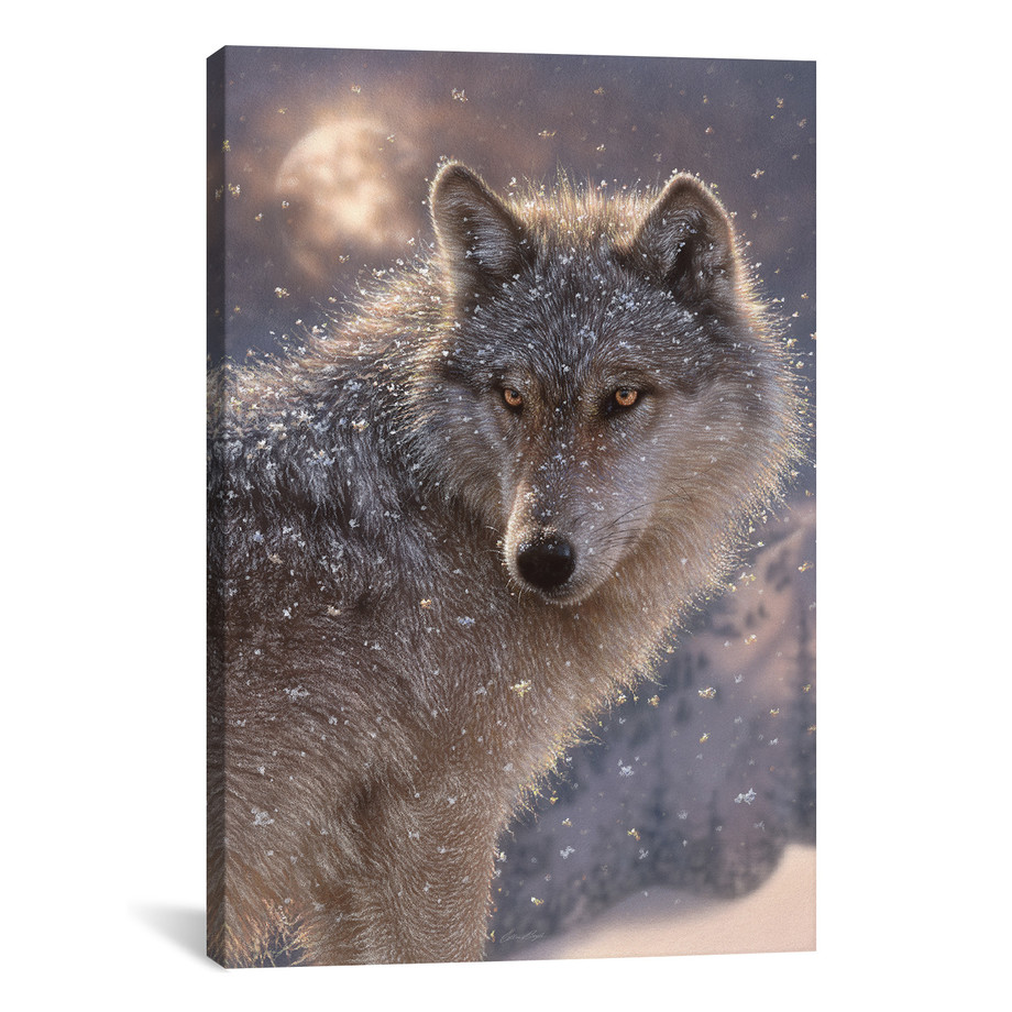 Collin Bogle - Striking Wildlife Portraits - Touch of Modern