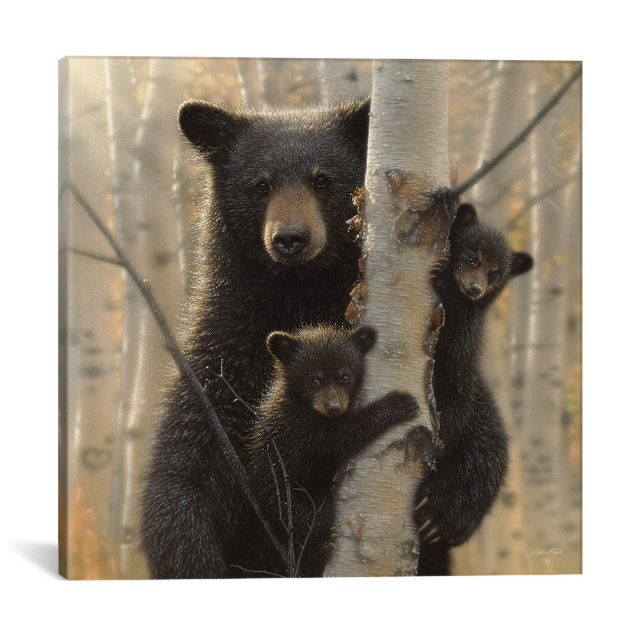 Collin Bogle - Striking Wildlife Portraits - Touch of Modern